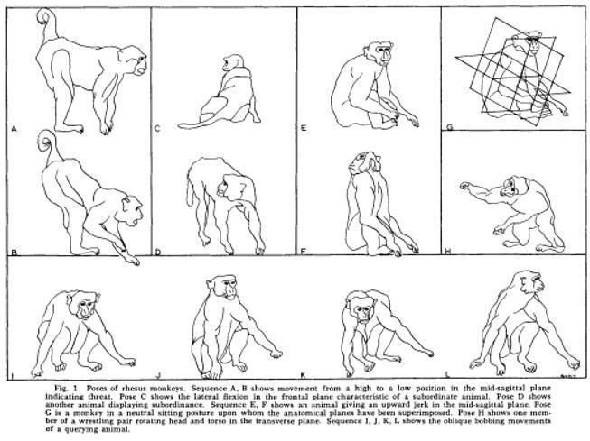 Behaviour | Macaques